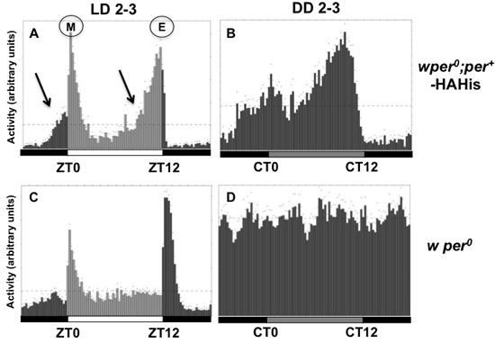 Drosophila Activity Monitor (DAM): A Method to Measure Locomotor ...