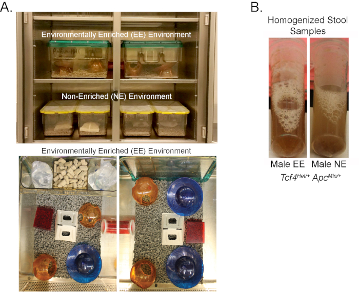 Stool Microbial DNA Isolation: Studying the Effect of Environmental ...