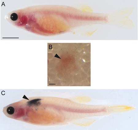 Subcutaneous Transplantation Assay: A Method to Transplant Melanoma ...
