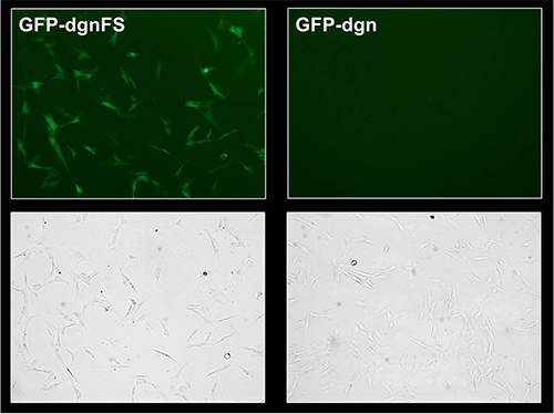 Video: Monitoring of Ubiquitin-proteasome Activity in Living Cells ...