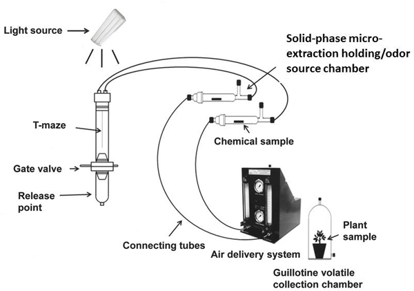 Vertical T-maze Choice Assay for Arthropod Response to Odorants