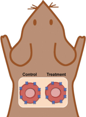 Murine Model of Wound Healing