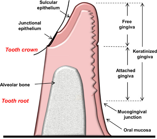 Isolation, Processing and Analysis of Murine Gingival Cells