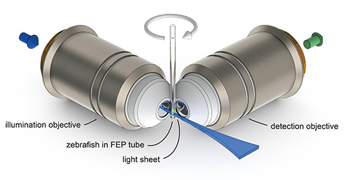 Multilayer Mounting for Long-term Light Sheet Microscopy of Zebrafish