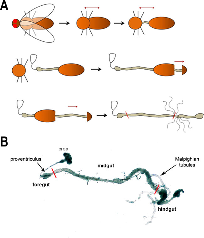 Isolating Intestinal Stem Cells from Adult Drosophila Midguts by FACS ...