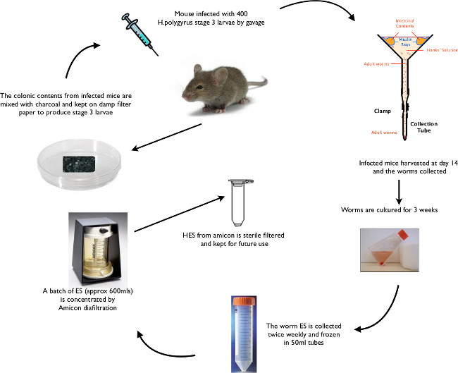 Cultivation of Heligmosomoides Polygyrus: An Immunomodulatory Nematode ...