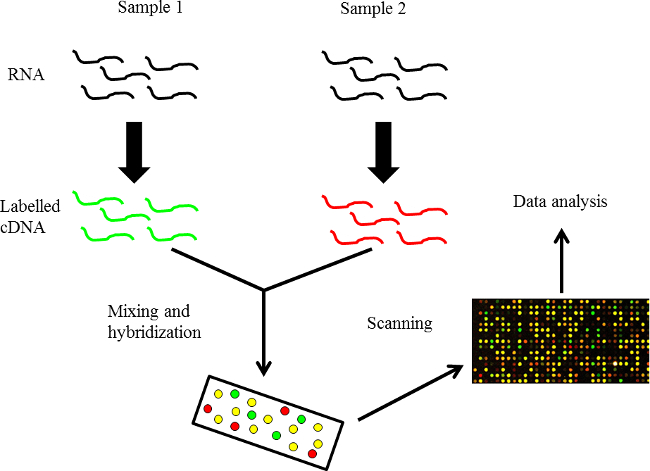 A Fast and Reliable Pipeline for Bacterial Transcriptome Analysis Case ...