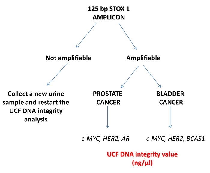 Cell-Free DNA Integrity Analysis in Urine Samples