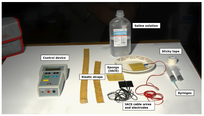 Effects of Transcranial Alternating Current Stimulation on the Primary ...