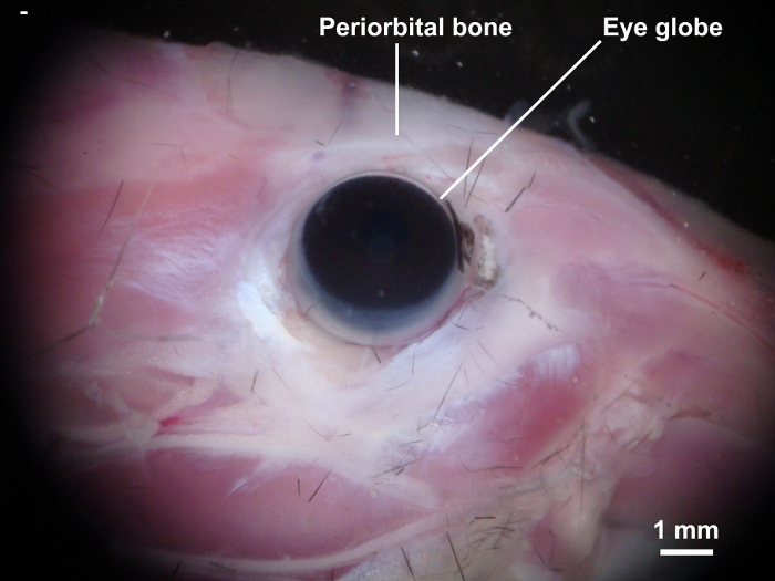 Preparation Steps for Measurement of Reactivity in Mouse Retinal ...
