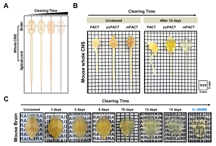 Video: Novel Passive Clearing Methods for the Rapid Production of ...