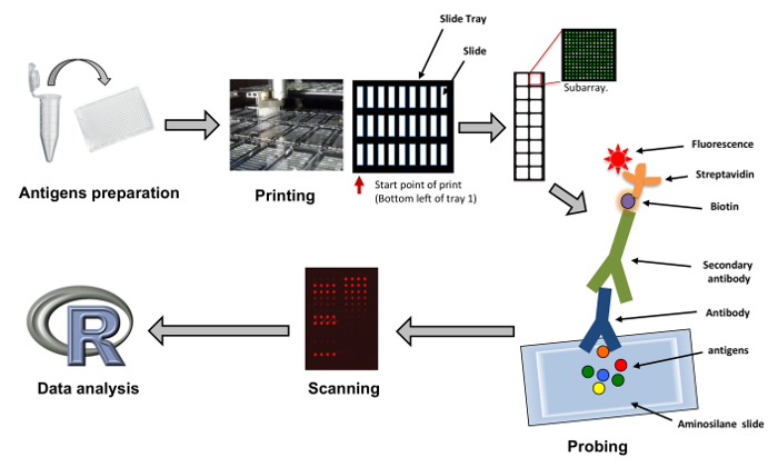 Video: A Protein Microarray Assay for Serological Determination of ...