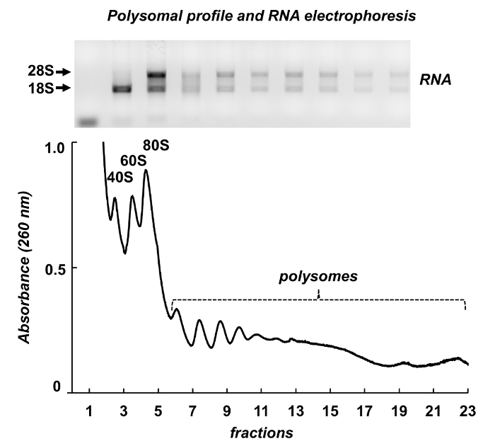 Polysome Profiling in Leishmania, Human Cells and Mouse Testis