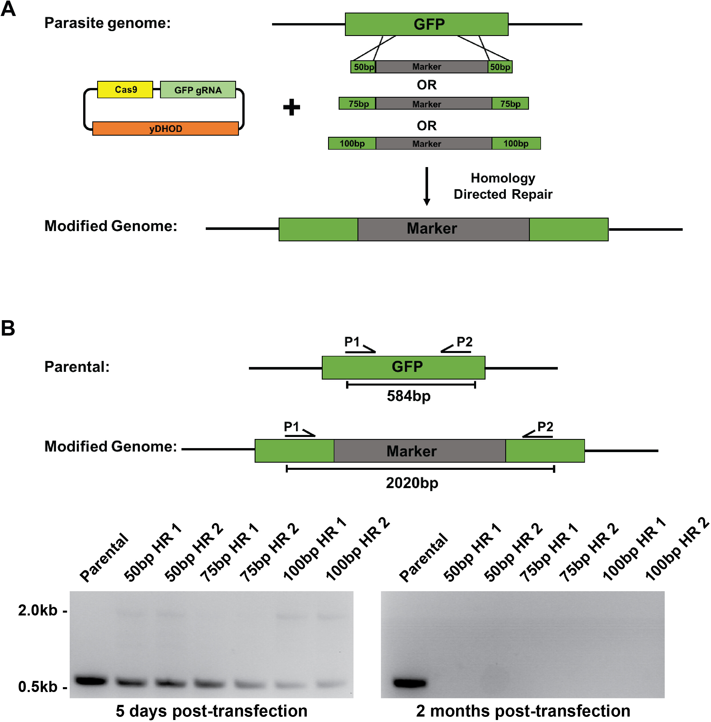 Video: CRISPR/Cas9 Gene Editing to Make Conditional Mutants of Human ...