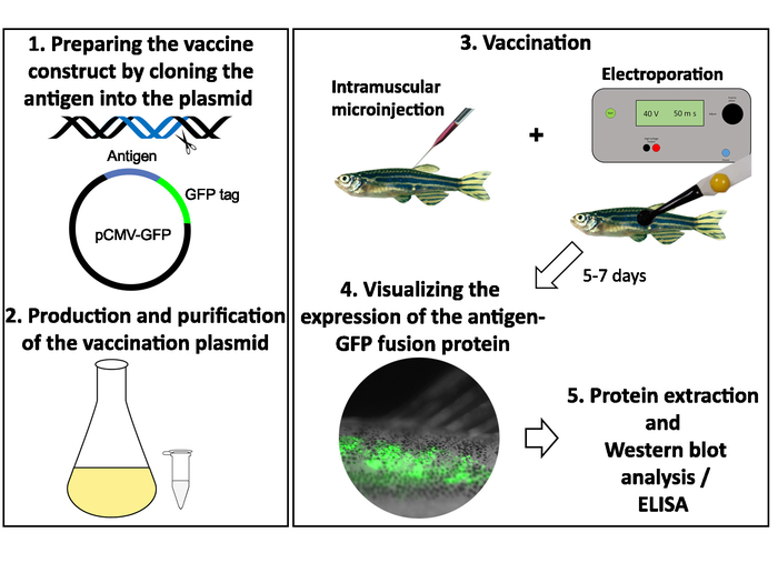 Video: Immunization of Adult Zebrafish for the Preclinical Screening of ...