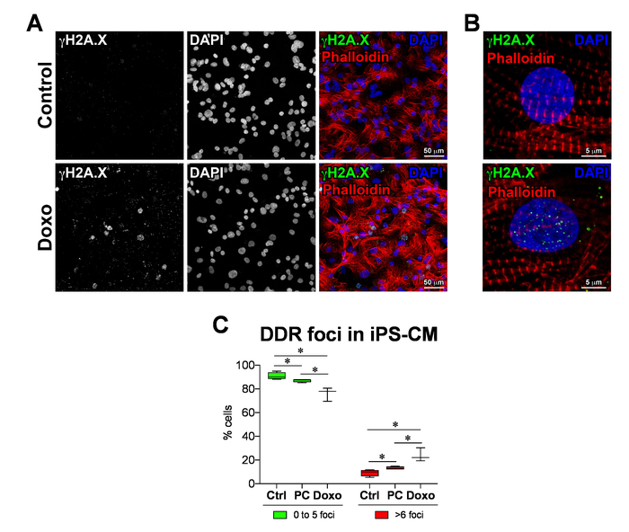 Assessing Stem Cell DNA Integrity for Cardiac Cell Therapy