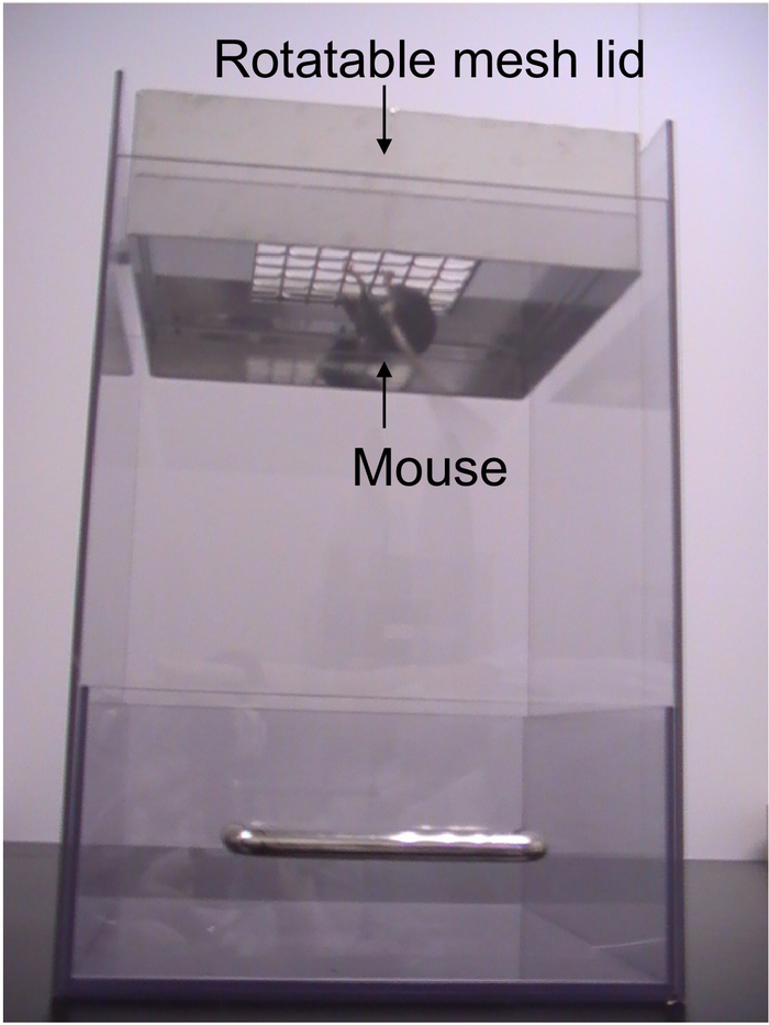 Video: Low-cost Protocol of Footprint Analysis and Hanging Box Test for ...