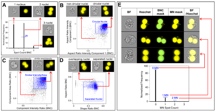 An Automated Method to Perform The In Vitro Micronucleus Assay using ...