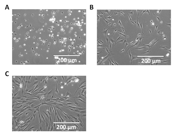 Rapid Generation of Primary Murine Melanocyte and Fibroblast Cultures