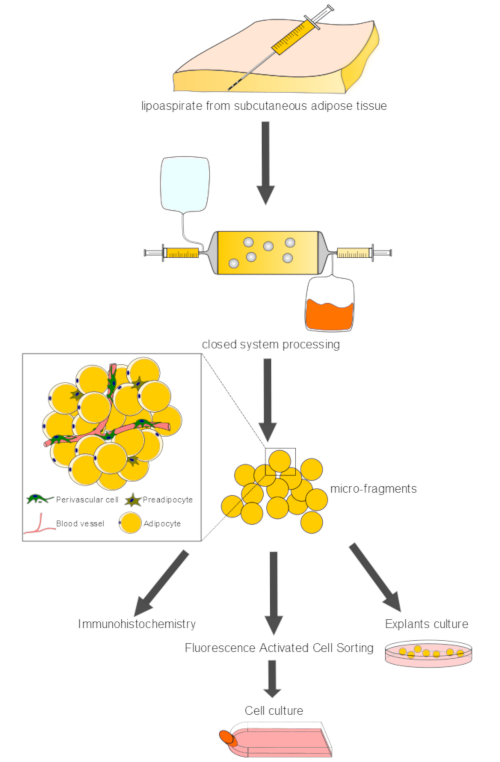 Human Adipose Tissue Micro-fragmentation for Cell Phenotyping and ...