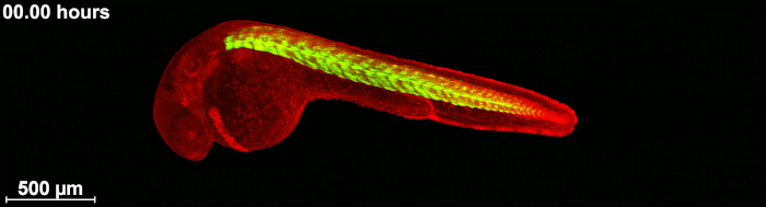 A Layered Mounting Method for Extended Time-Lapse Confocal Microscopy ...
