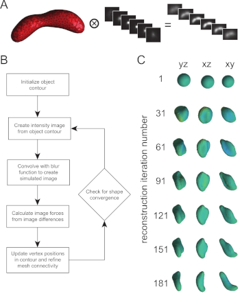 Three-dimensional Imaging of Bacterial Cells for Accurate Cellular ...