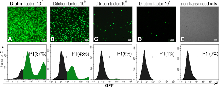 An Efficient Method for Adenovirus Production