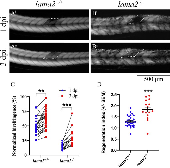 Untersuchung der Muskelregeneration in Zebrafischmodellen von ...