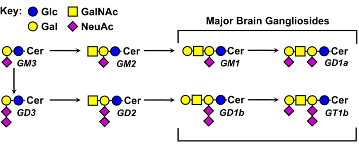 Ganglioside Extraction, Purification and Profiling