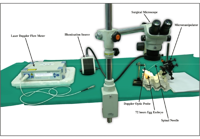Generation of Hook Ischemia-Reperfusion Model using a Three-Day ...
