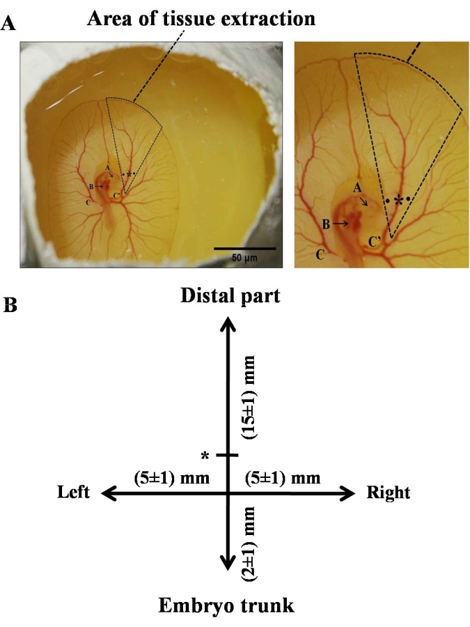 Generation of Hook Ischemia-Reperfusion Model using a Three-Day ...