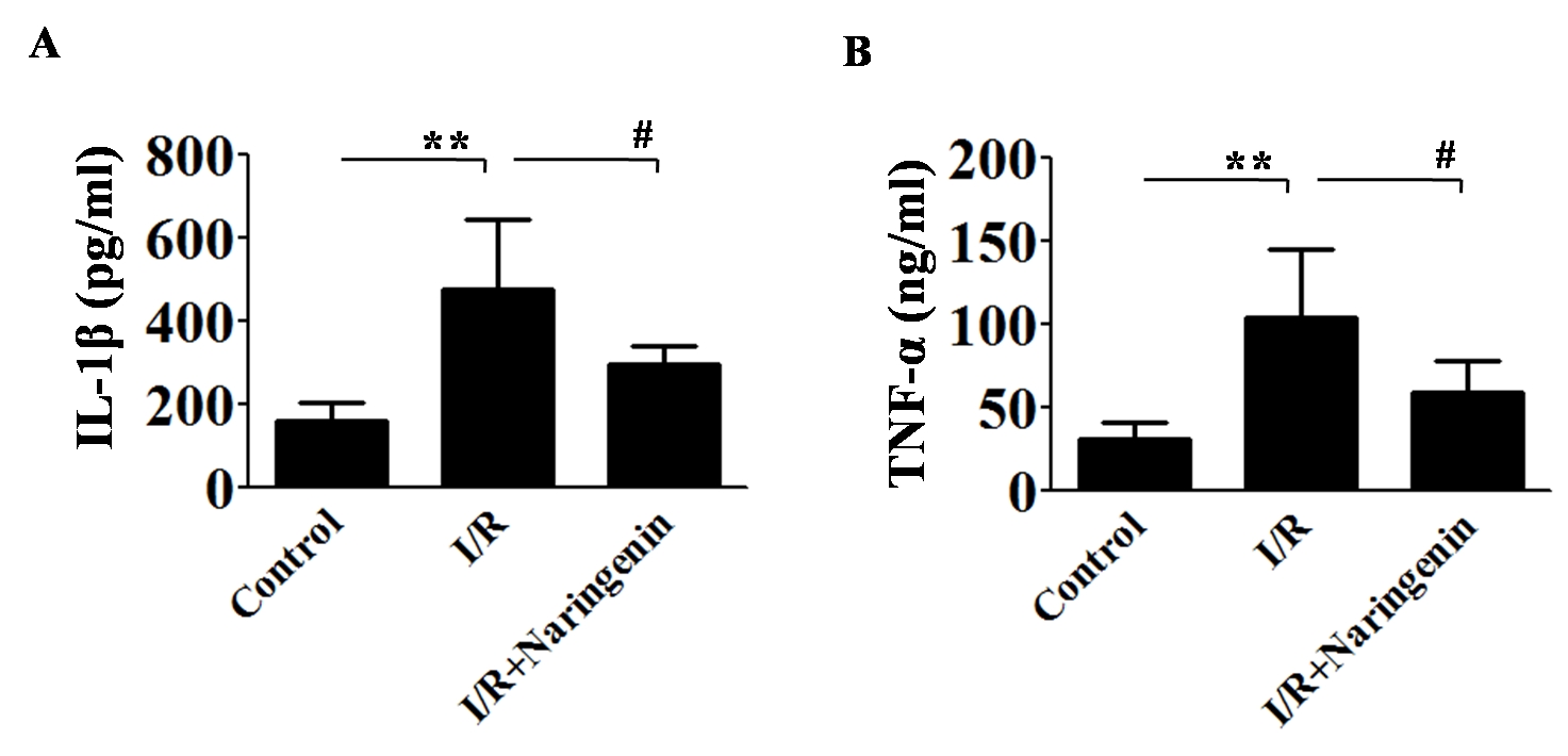 Generation of Hook Ischemia-Reperfusion Model using a Three-Day ...