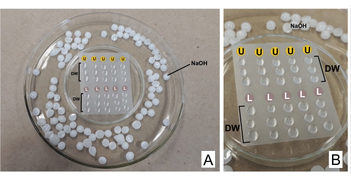 Microscopy Techniques for Interpreting Fungal Colonization in ...