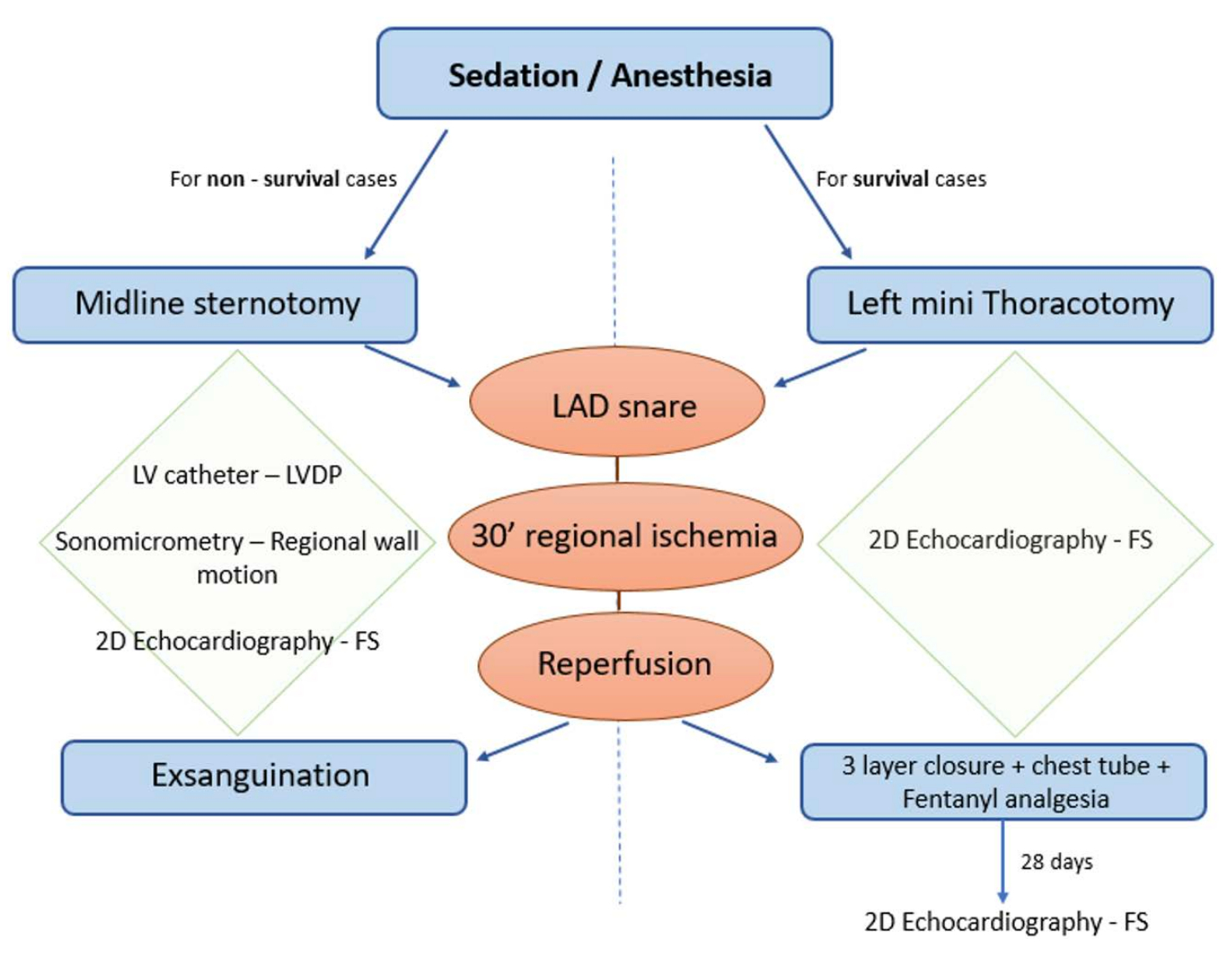 Video: Model of Ischemia and Reperfusion Injury in Rabbits
