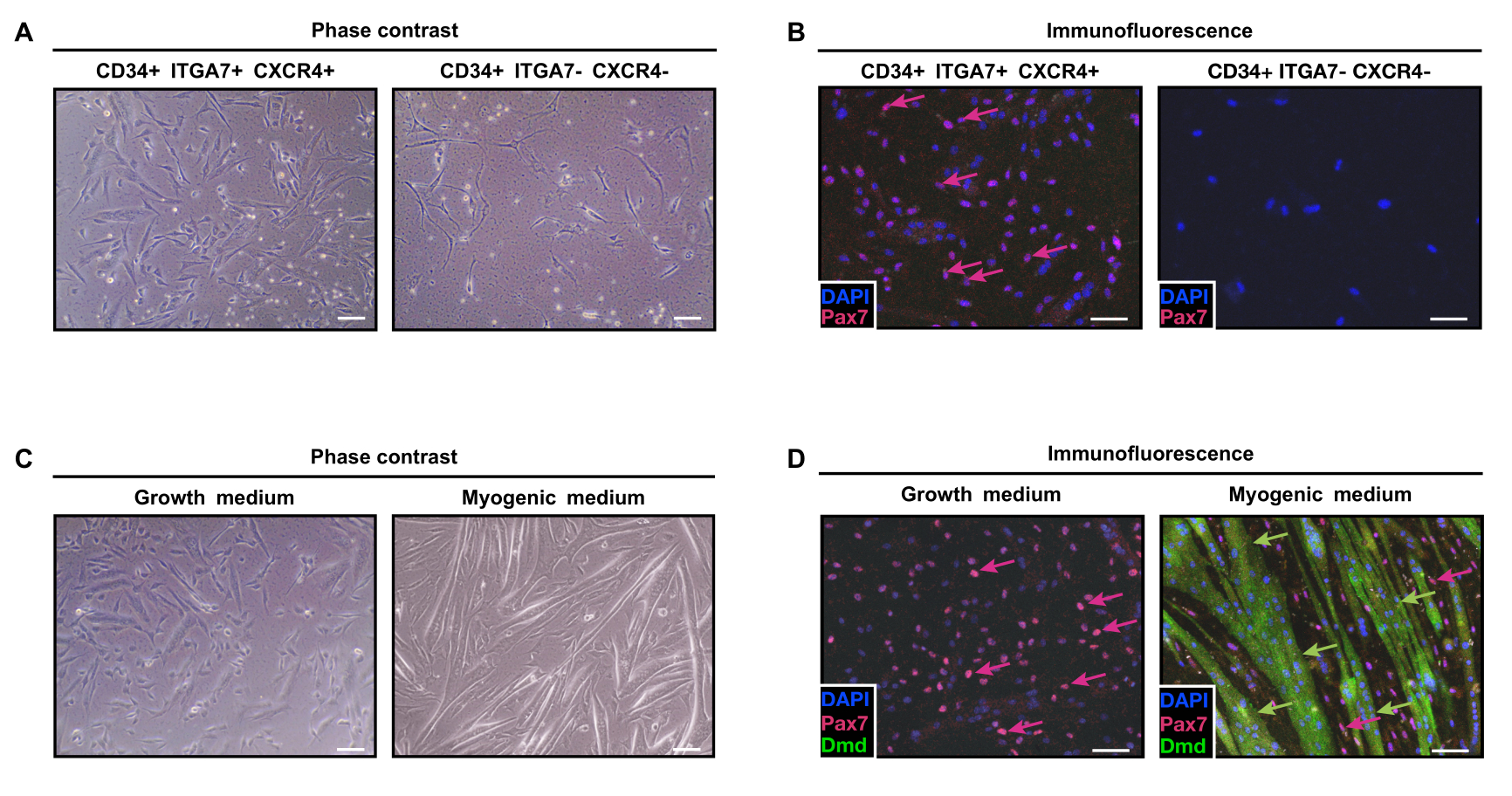 An Efficient Protocol for CUT&RUN Analysis of FACS-Isolated Mouse ...