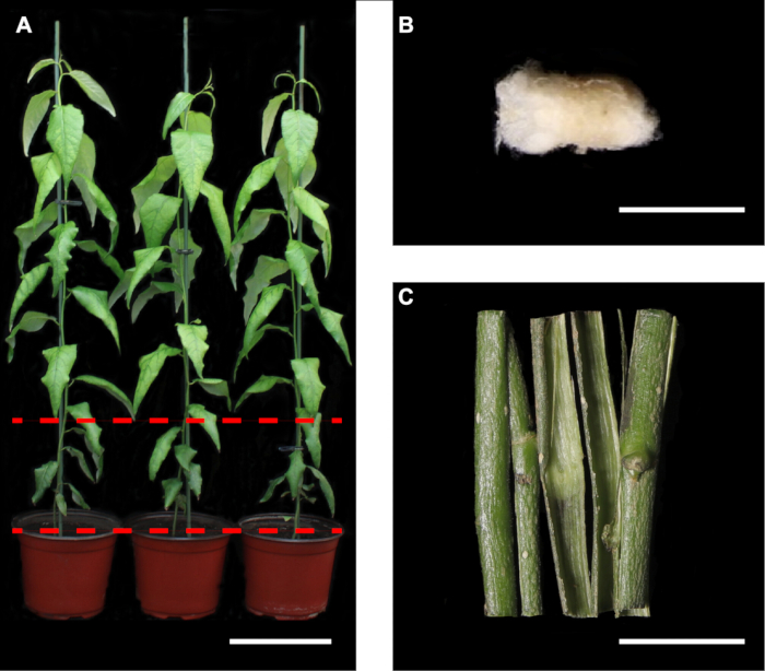 A Workflow for the Quantitative Assessment of the Endophytic and ...