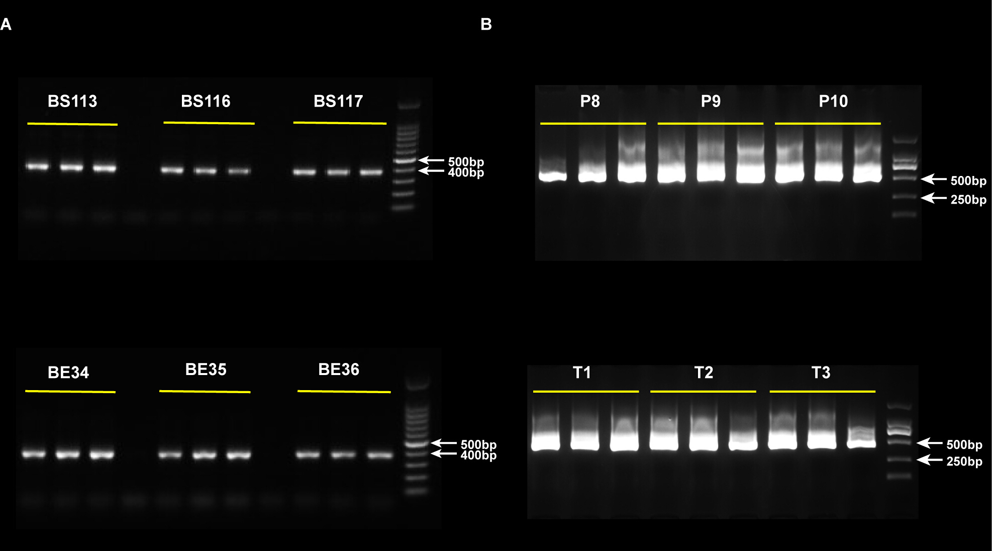 Video: A Workflow for the Quantitative Assessment of the Endophytic and ...