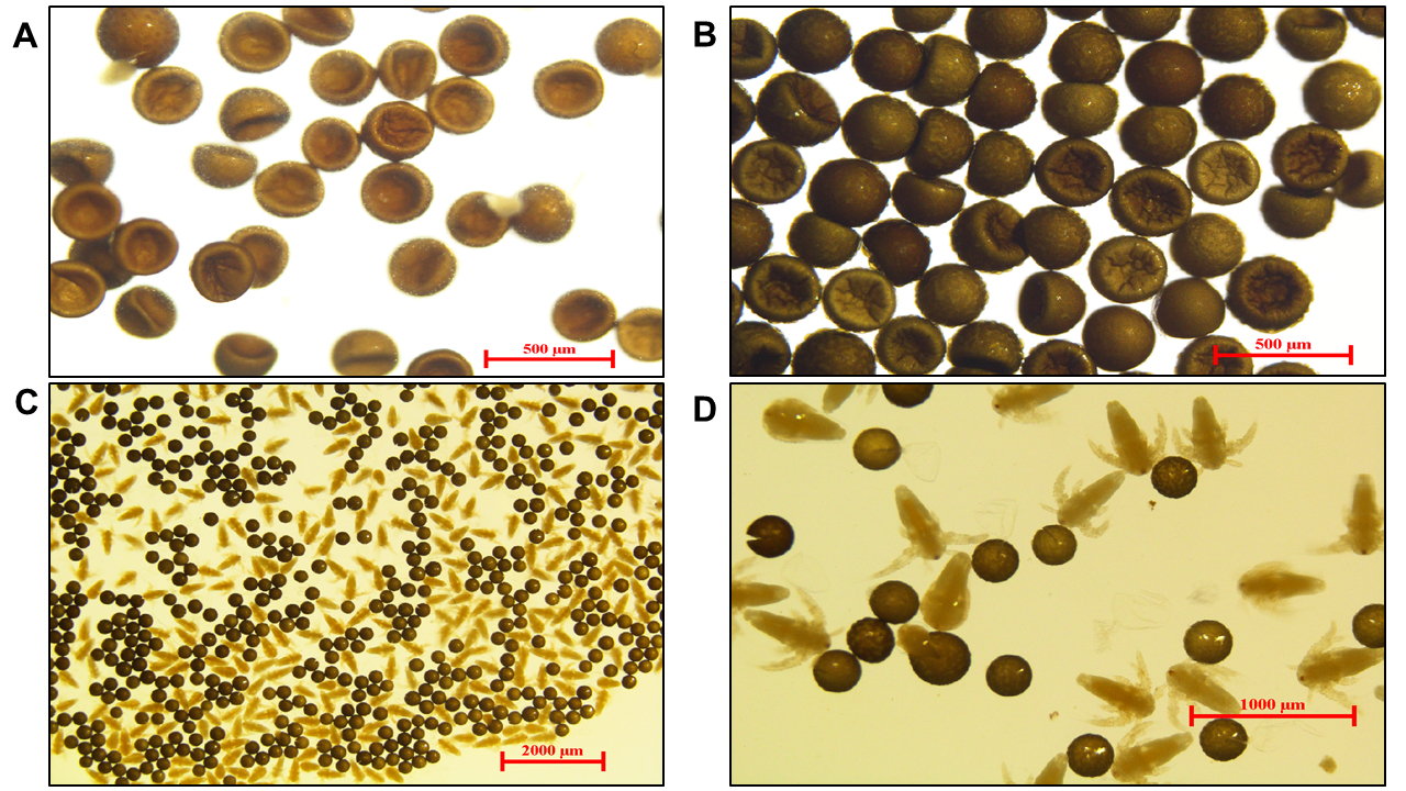 Generation, Maintenance, and Identification of Germ-Free Zebrafish ...
