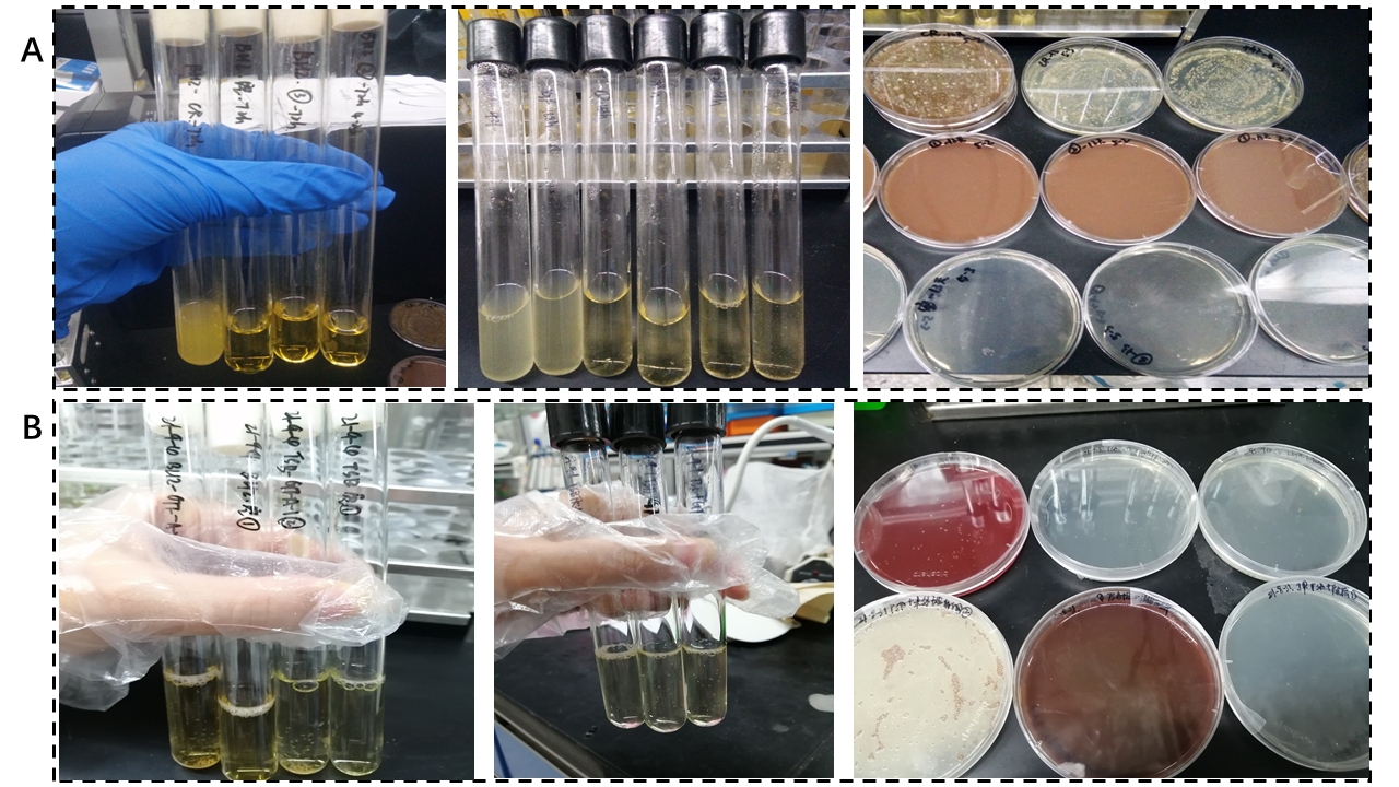 Generation, Maintenance, and Identification of Germ-Free Zebrafish ...