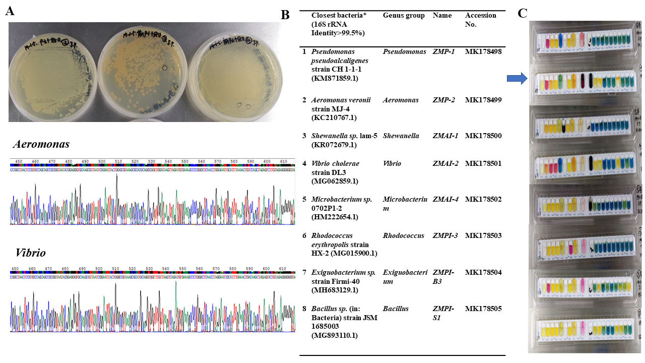 Generation, Maintenance, and Identification of Germ-Free Zebrafish ...