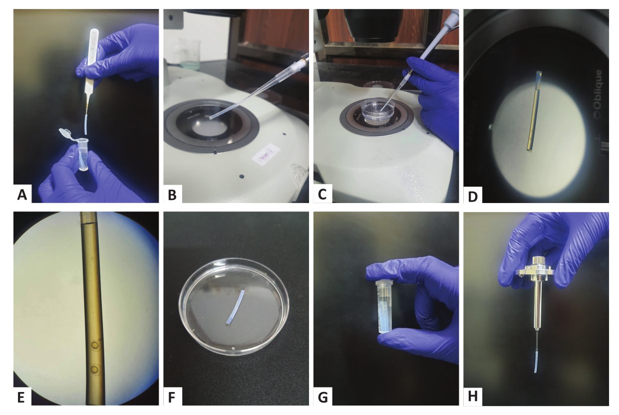 Light Sheet Microscopy Imaging and Mounting Strategies for Early ...