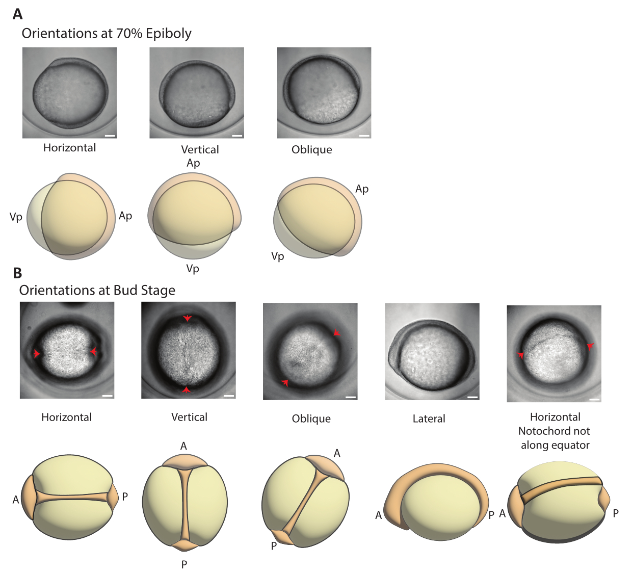 Light Sheet Microscopy Imaging and Mounting Strategies for Early ...