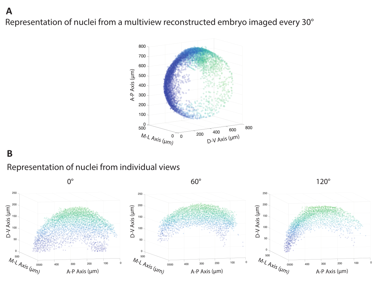 Light Sheet Microscopy Imaging and Mounting Strategies for Early ...