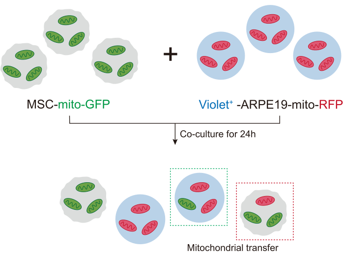 Mitochondrial Transfer Via Tunneling Nanotubes Between Mesenchymal Stem ...