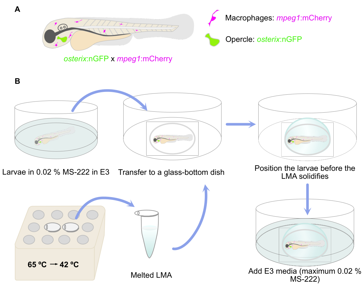 Two-Photon Laser-Mediated Ablation of Osteoblasts in Developing ...
