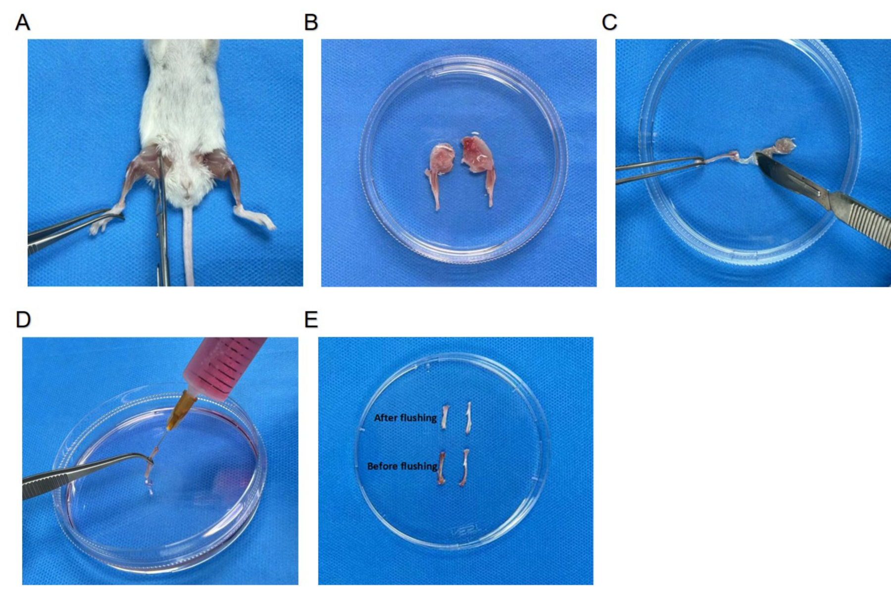 Purification, Expansion, and Flow Cytometry-Based Phenotyping of Mouse ...