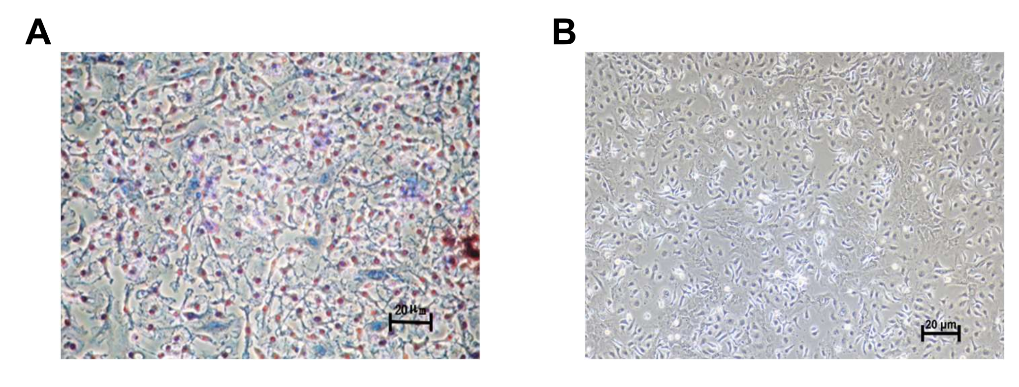Purification, Expansion, and Flow Cytometry-Based Phenotyping of Mouse ...
