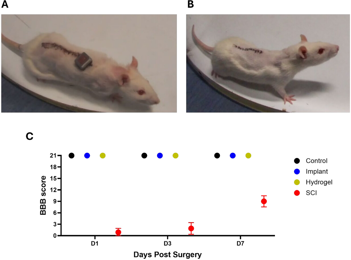 Accessing the Subdural Space of the Rodent Spinal Cord for Treatment ...