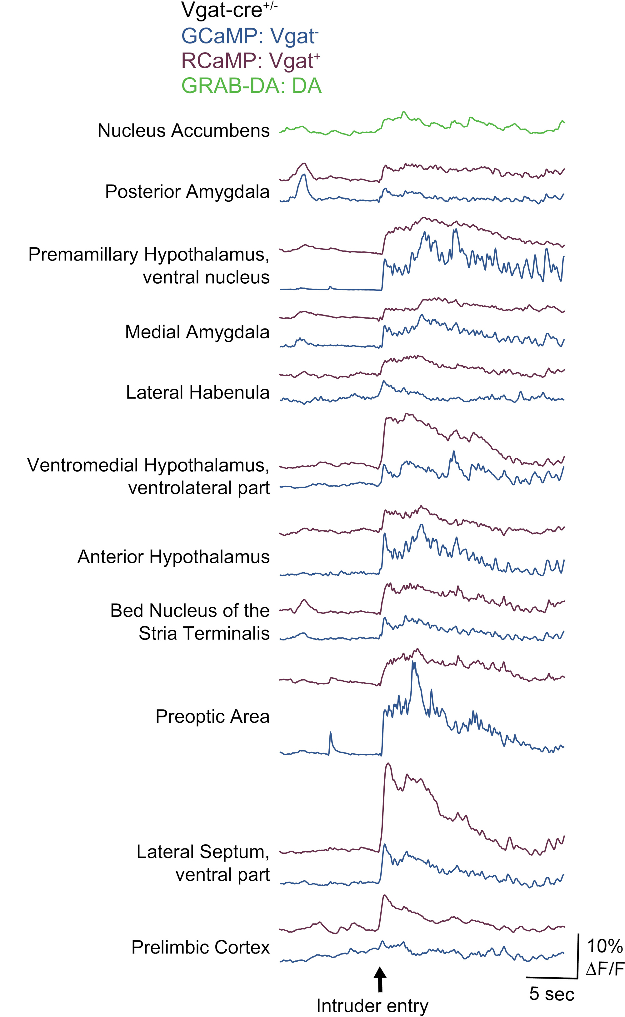 Two-color Multifiber Photometry Recordings of the Social Behavior ...