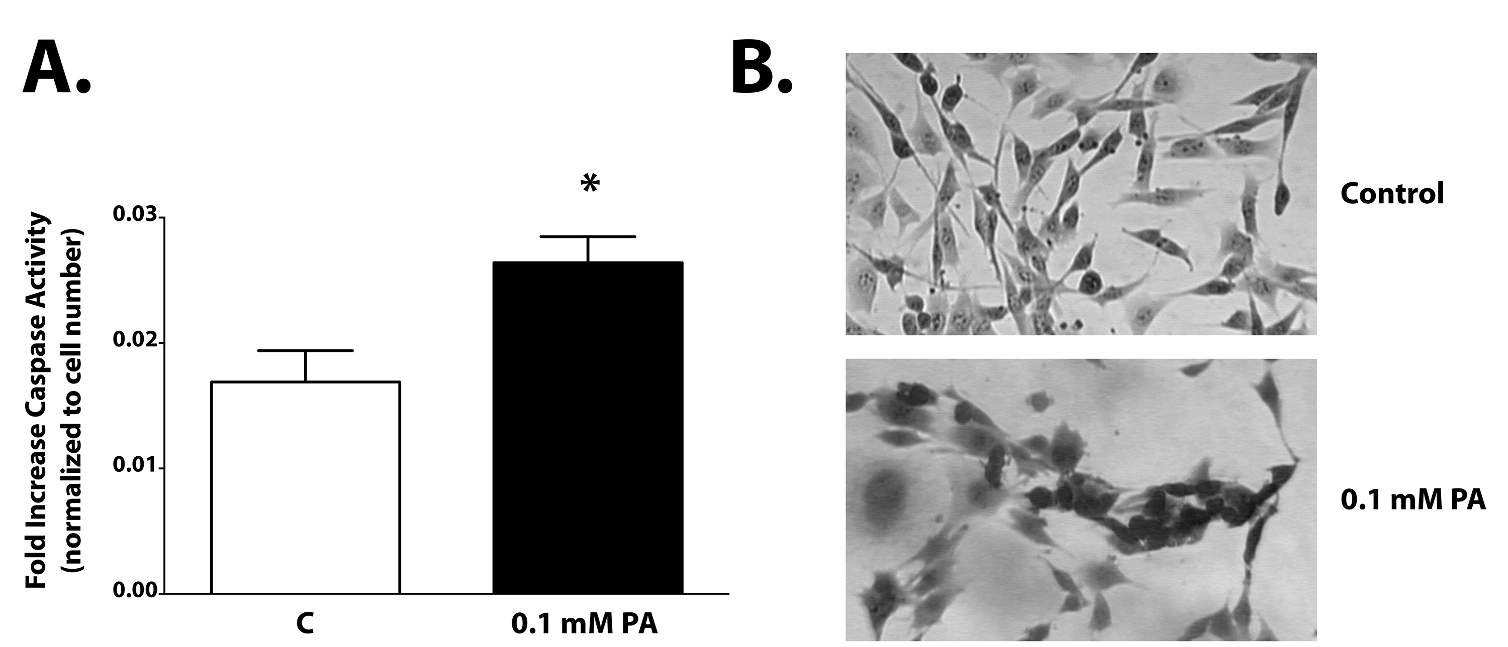 L'uso di una caspasi Multiplexing test per determinare apoptosi in un ...